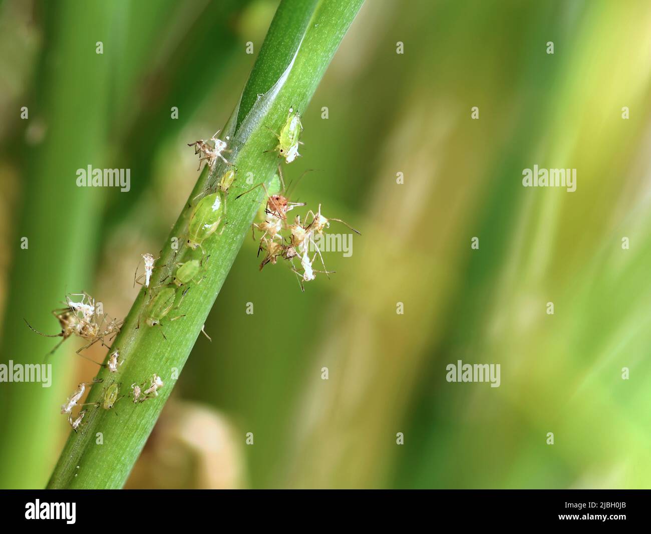 Green aphids, Acyrthosiphon pisum, live and dead, on chives, close-up ...