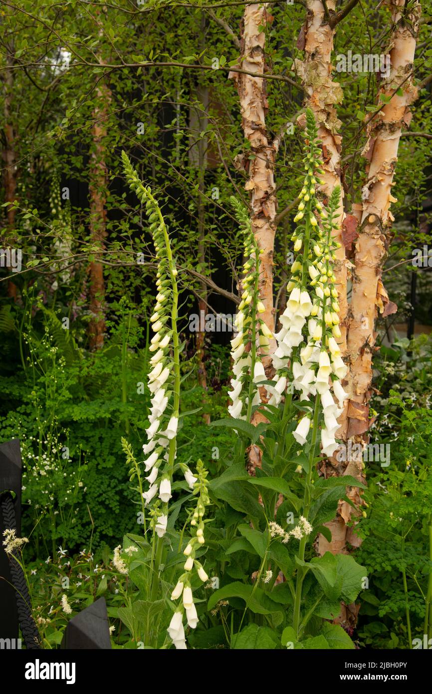 Digitalis Purpurea Alba