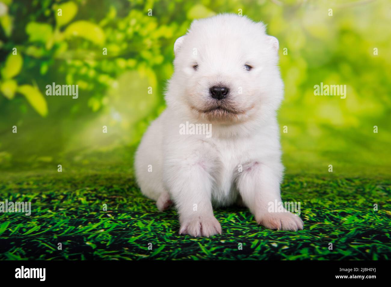 White small Samoyed puppy dog on green grass background Stock Photo - Alamy