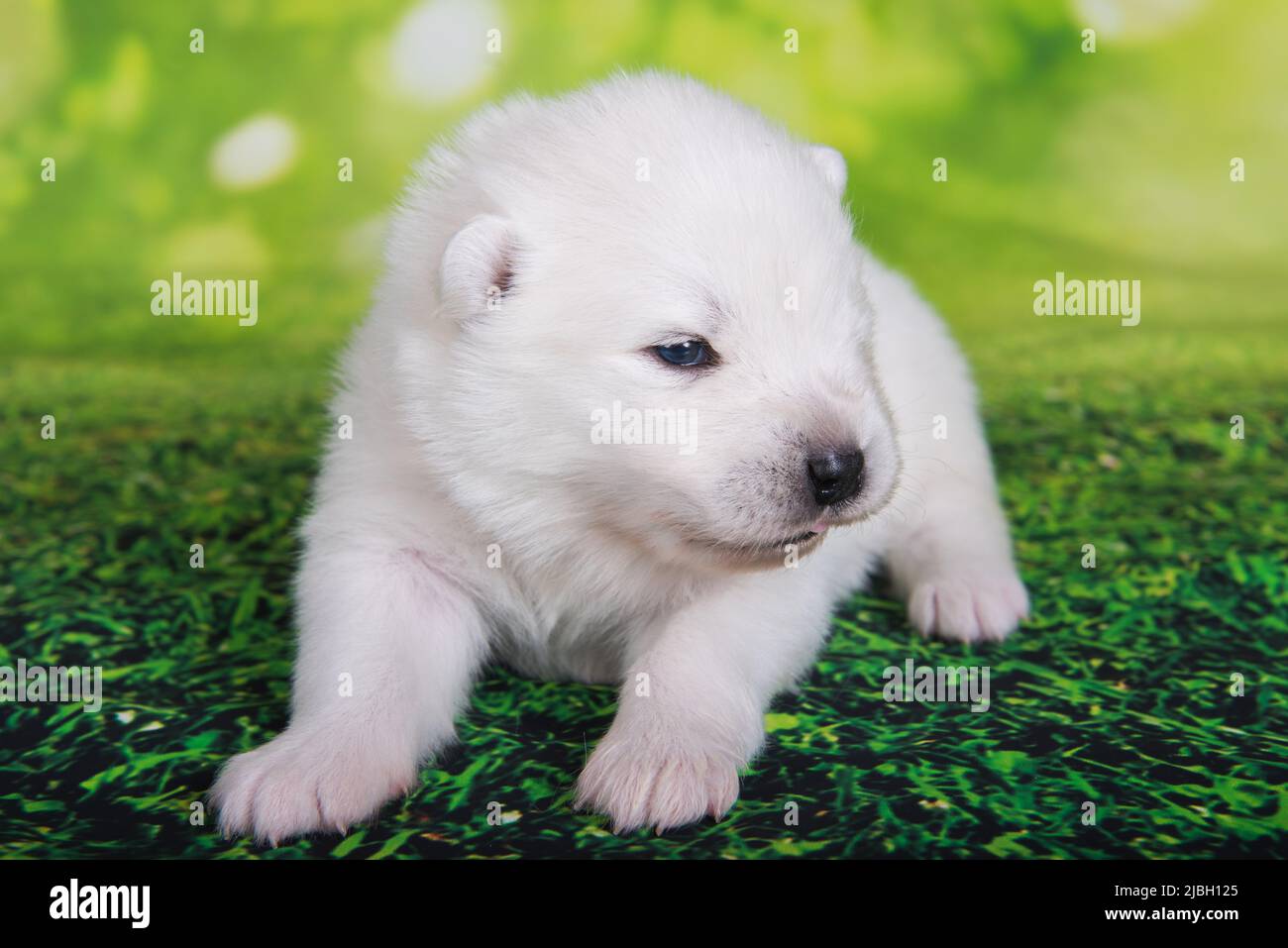 White small Samoyed puppy dog on green grass background Stock Photo - Alamy