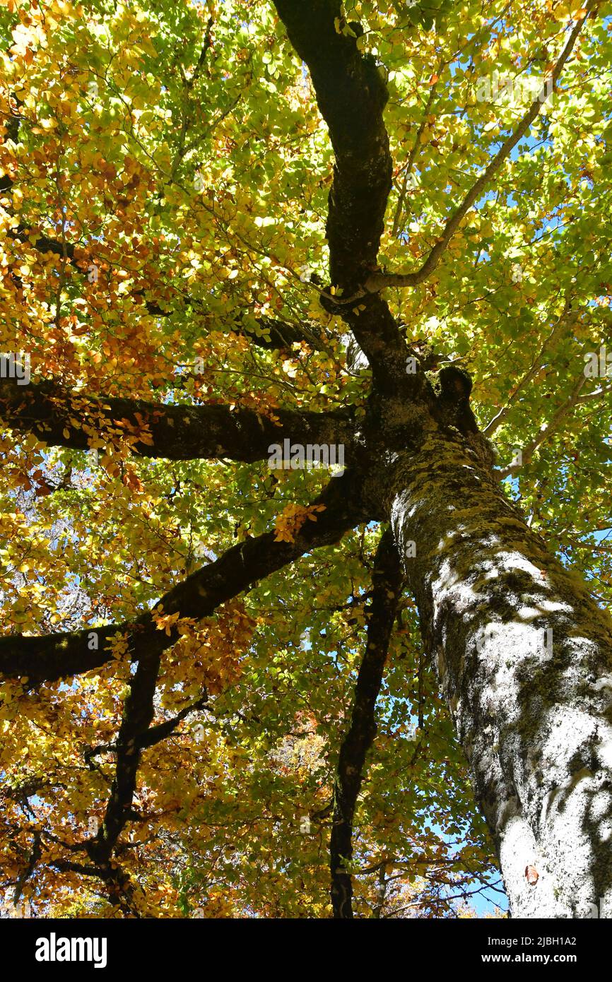 Beech forest behind tree hi-res stock photography and images - Alamy