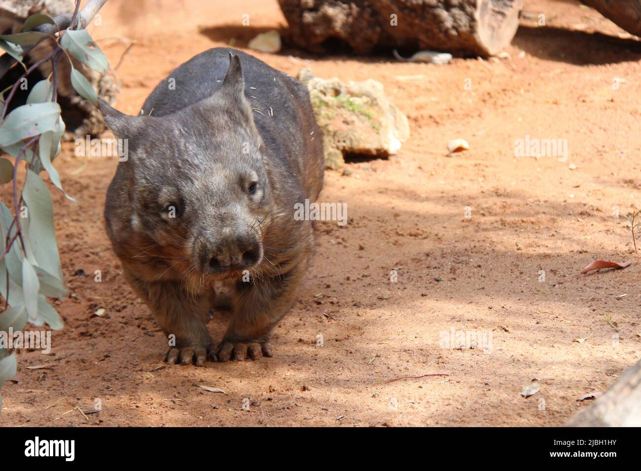 wombat in a zoo in adelaide (australia Stock Photo - Alamy
