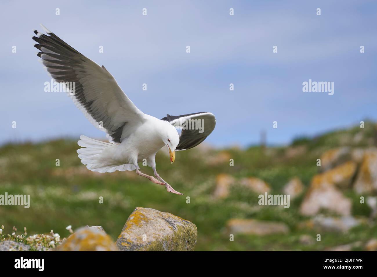 Great Black-backed Gull (Larus marinus) nesting on Great Saltee Island ...