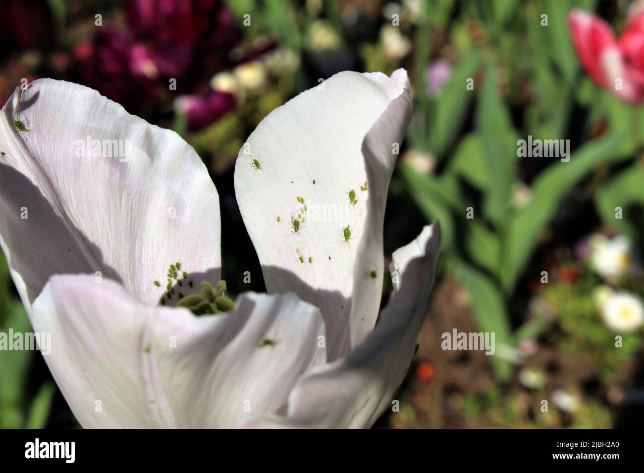 Green aphids on white tulip flower in bloom. Insect infestation in ...