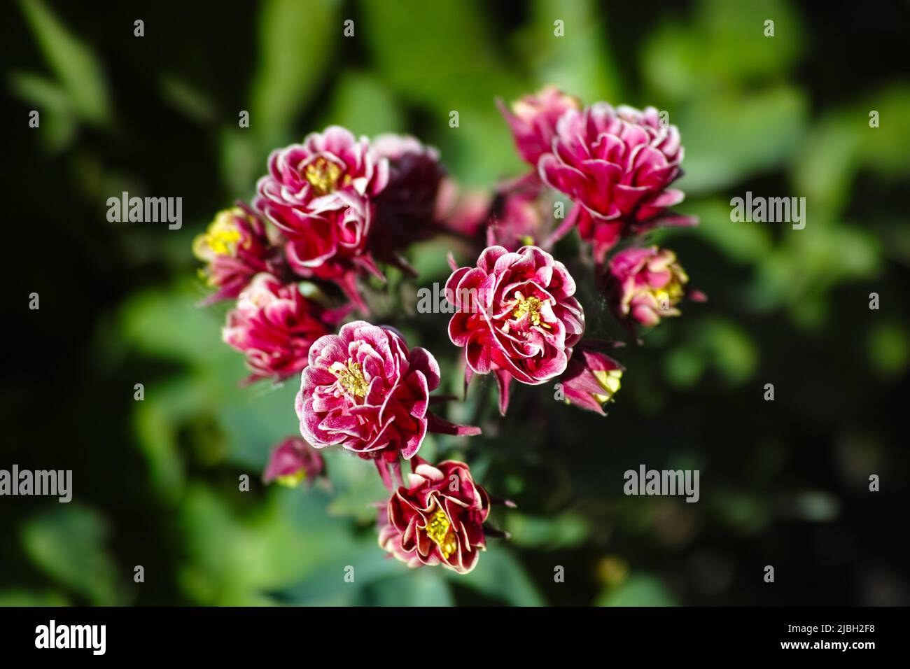 A close-up shot of maroon Common columbine (Aquilegia vulgaris) flowers ...