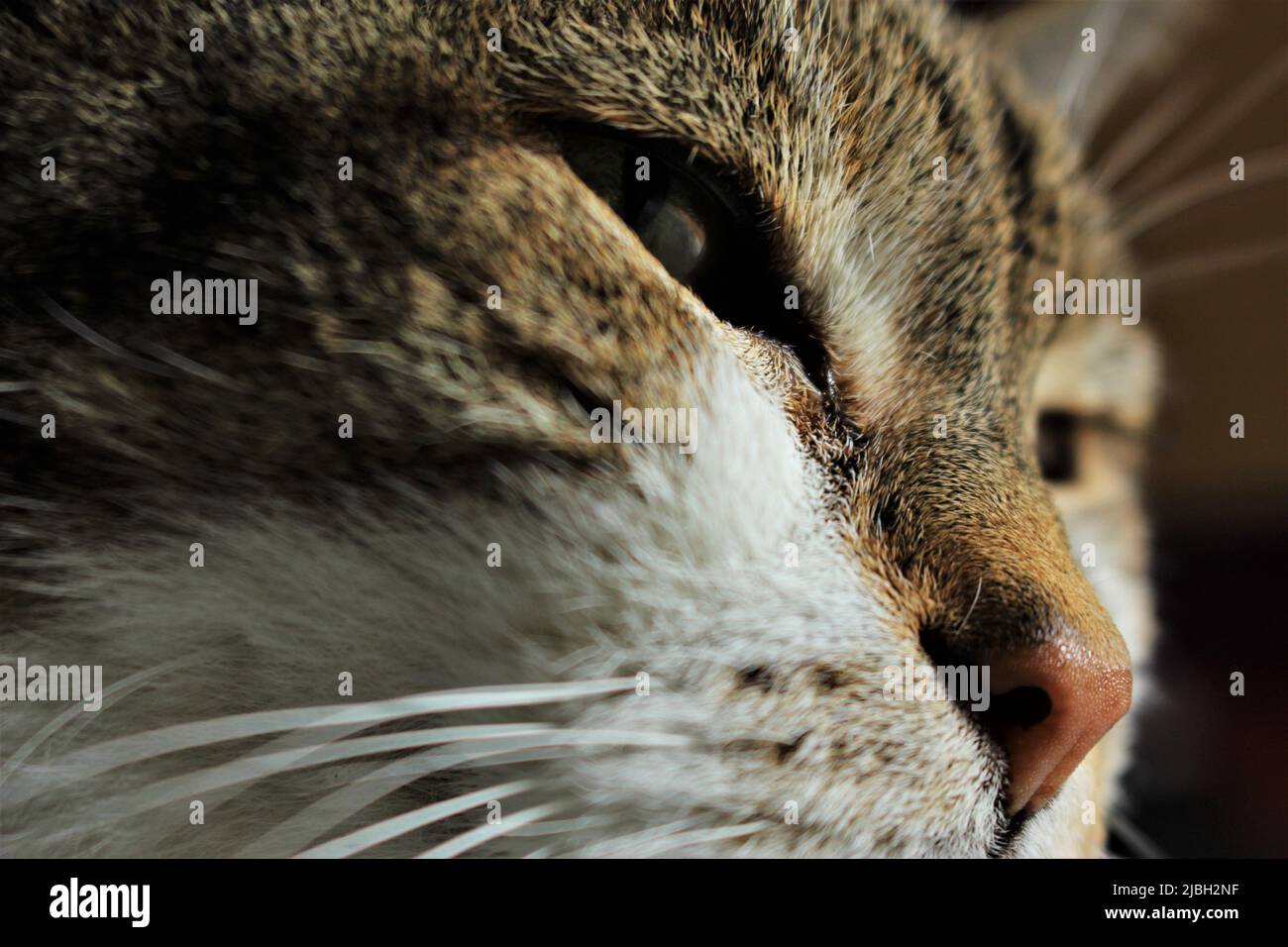 Staring intensively hi-res stock photography and images - Alamy