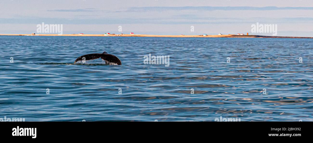 Northern bottlenose whale hi-res stock photography and images - Alamy