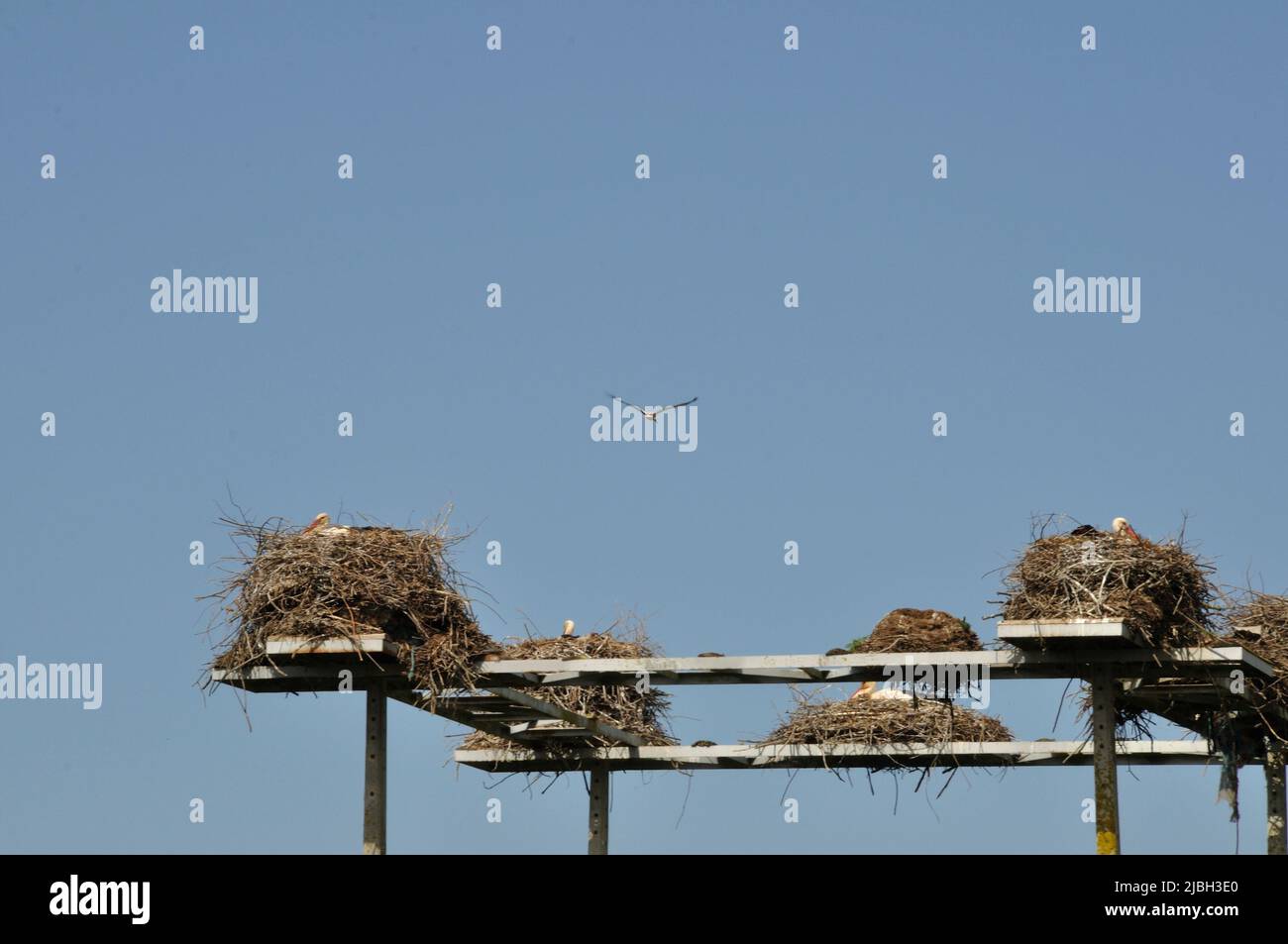 Avairo stork nest in Portugal Stock Photo - Alamy
