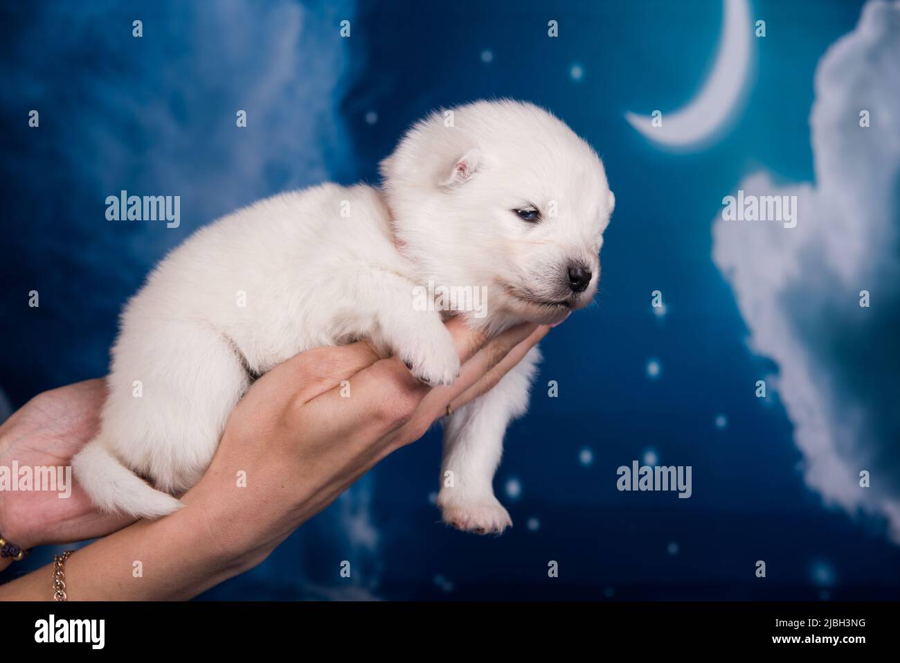 White fluffy small Samoyed puppy dog on hands Stock Photo - Alamy