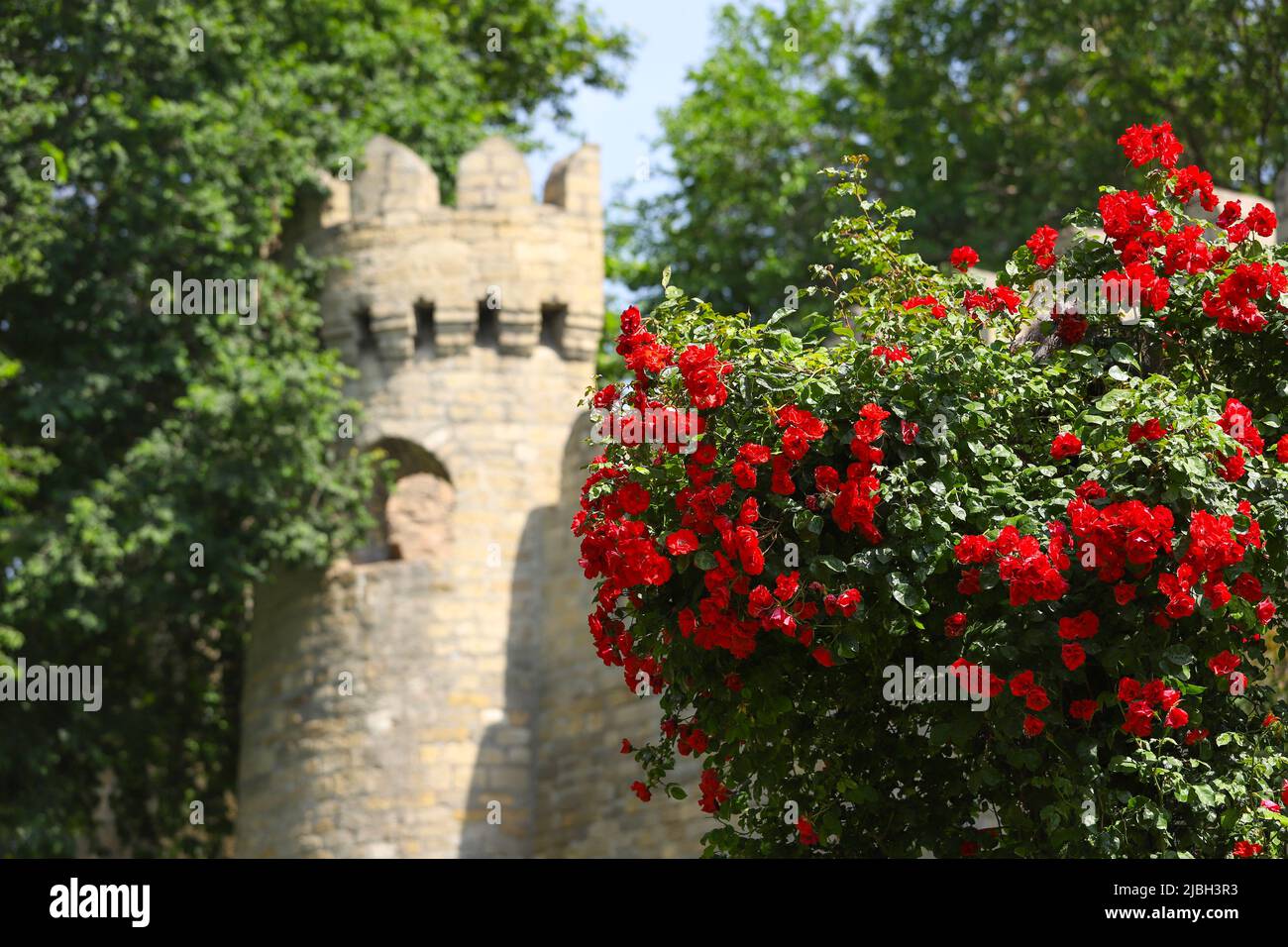 A beautiful park of roses by the fortress wall. Baku. Azerbaijan Stock ...
