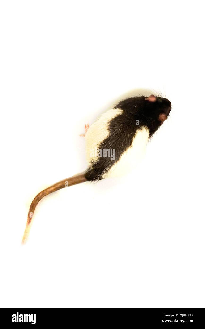 Rat from above Cut Out Stock Images & Pictures - Alamy