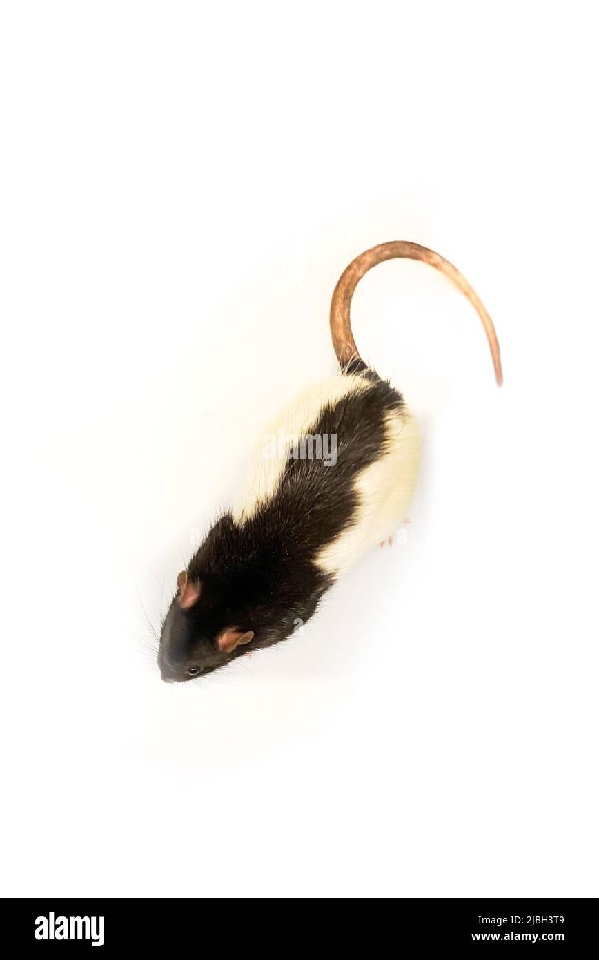 Long evans rats hi-res stock photography and images - Alamy