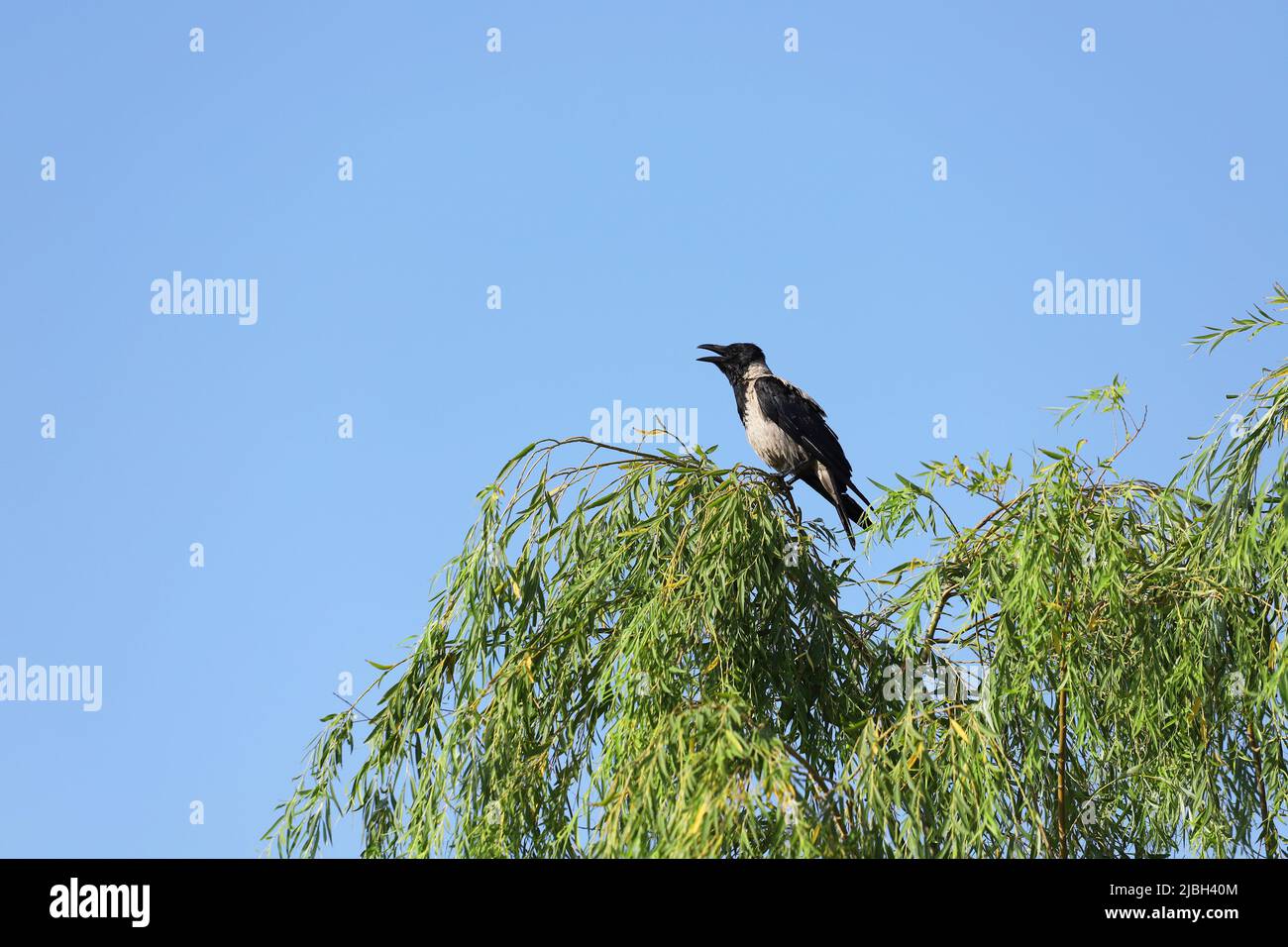 Croaking crow hi-res stock photography and images - Alamy