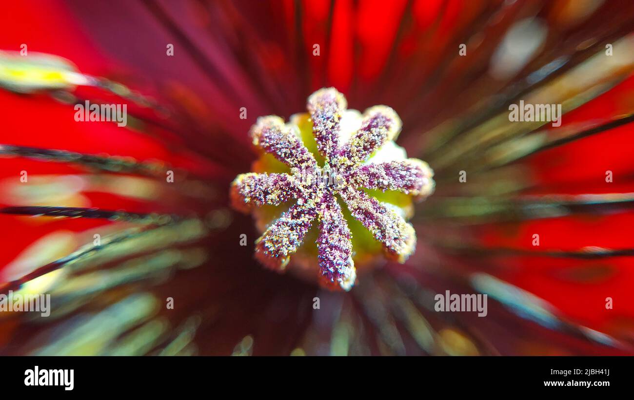 Very beautiful stamens of red poppy Stock Photo - Alamy