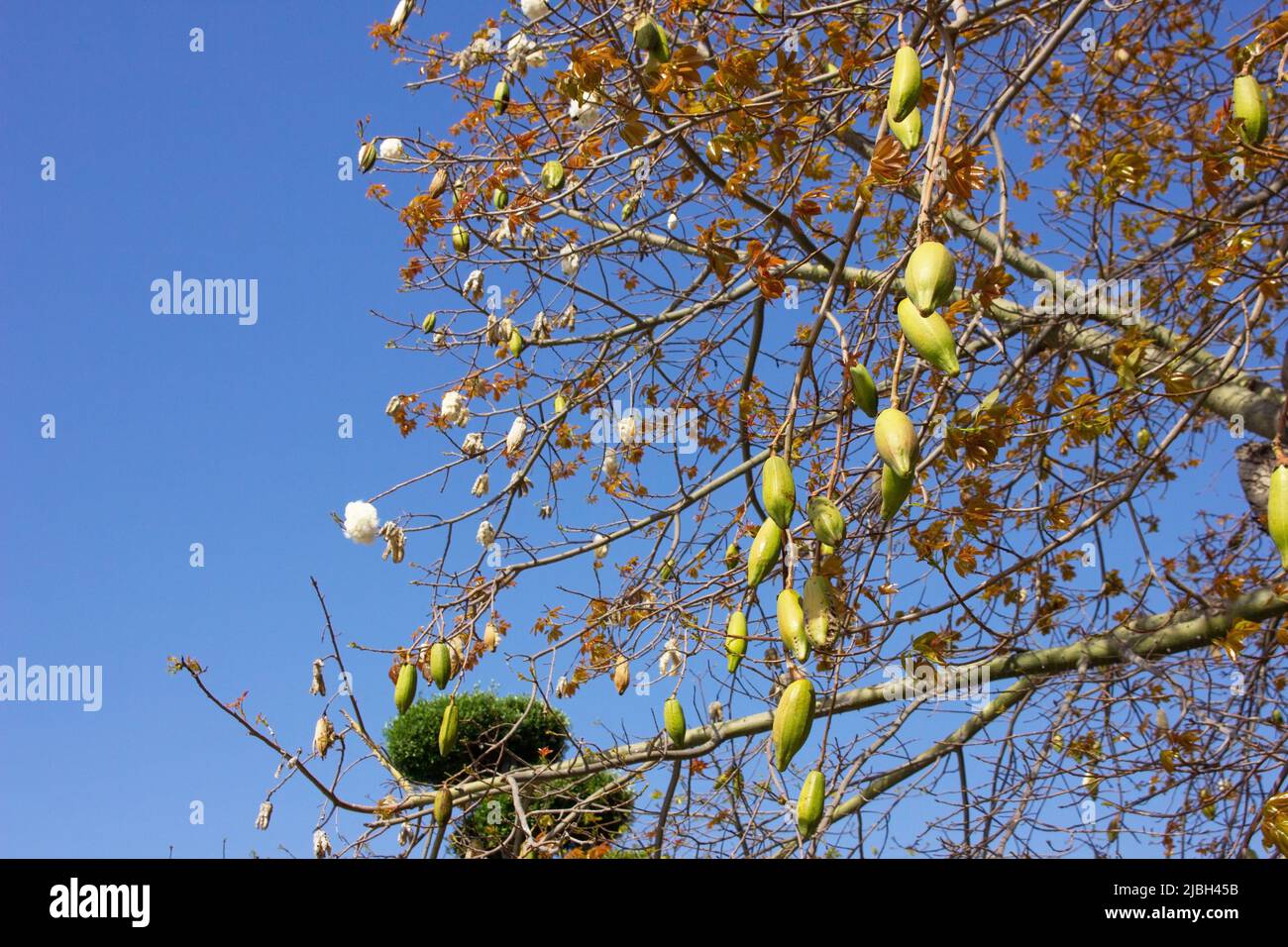 The baobab tree has produced beautiful fruits Stock Photo - Alamy
