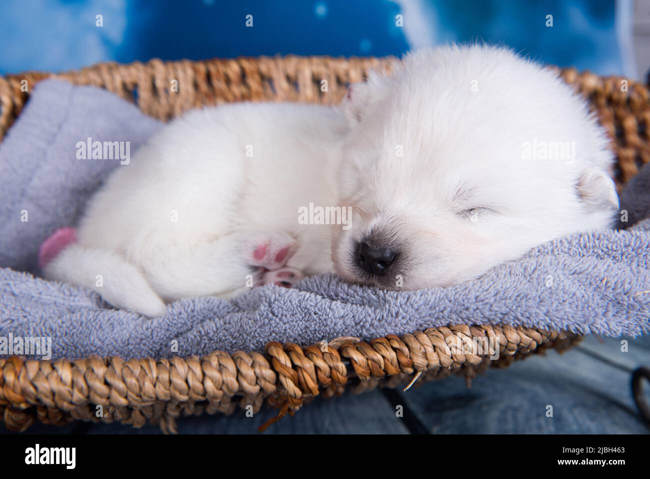 White fluffy small Samoyed puppy dog in a basket Stock Photo - Alamy