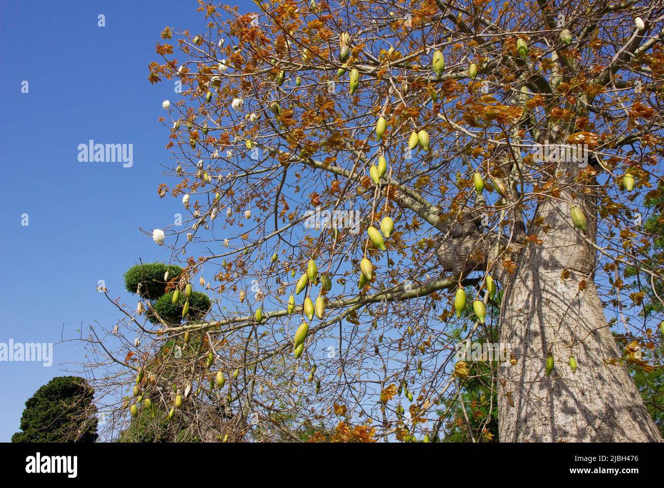 The baobab tree has produced beautiful fruits Stock Photo - Alamy