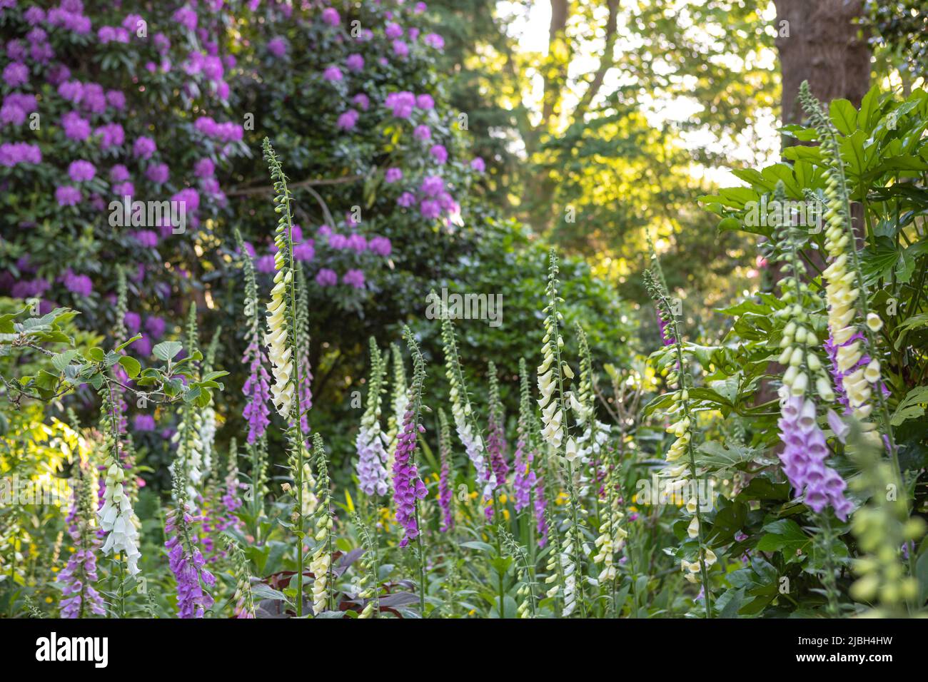 Spires of flowering Digitalis purpurea (common foxglove) both purple ...