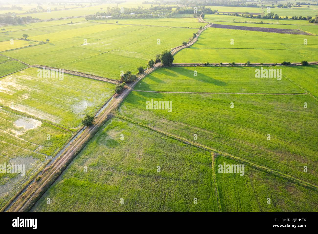 Aerial view of Green rice paddy field, farming cultivation in ...