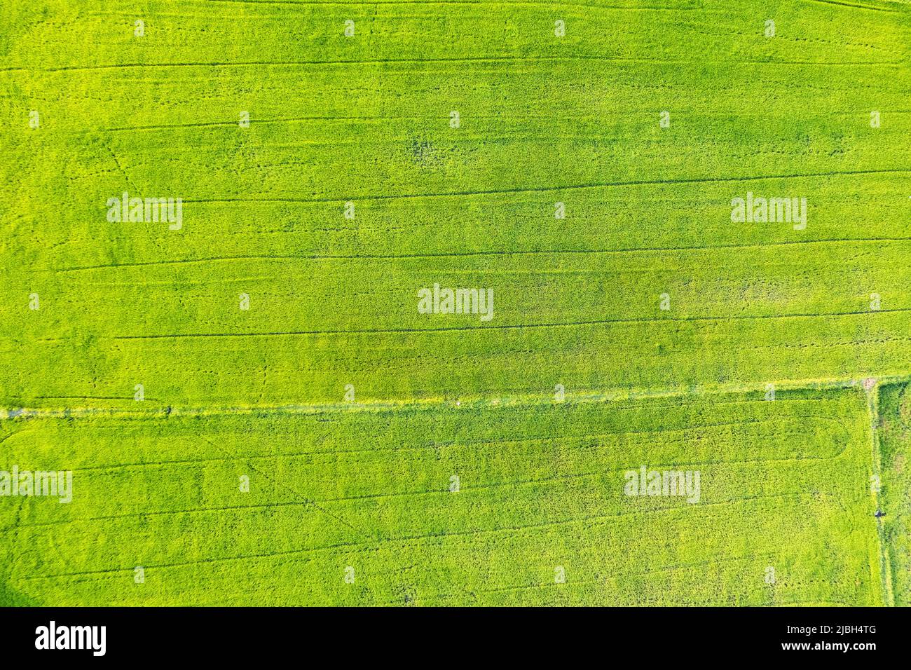 Aerial view of Green rice paddy field, farming cultivation in ...