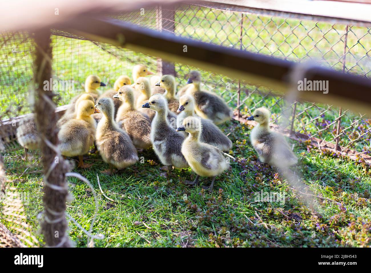 The little geese crowded into the cages. Geese on the street eating ...