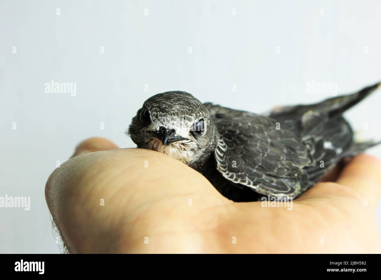 Swift bird drawing hi-res stock photography and images - Alamy