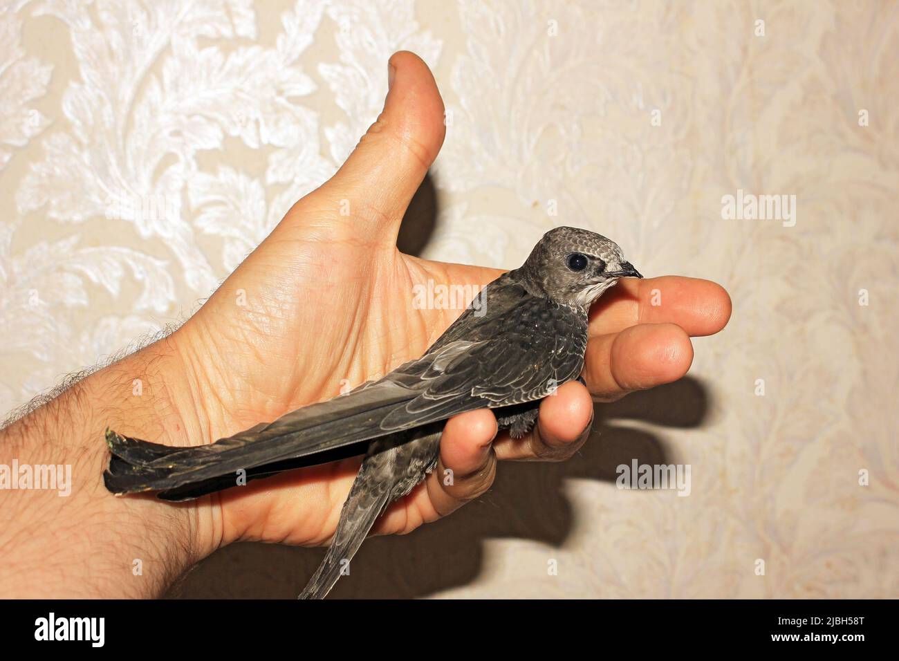 Small swift sitting on the arm Stock Photo - Alamy
