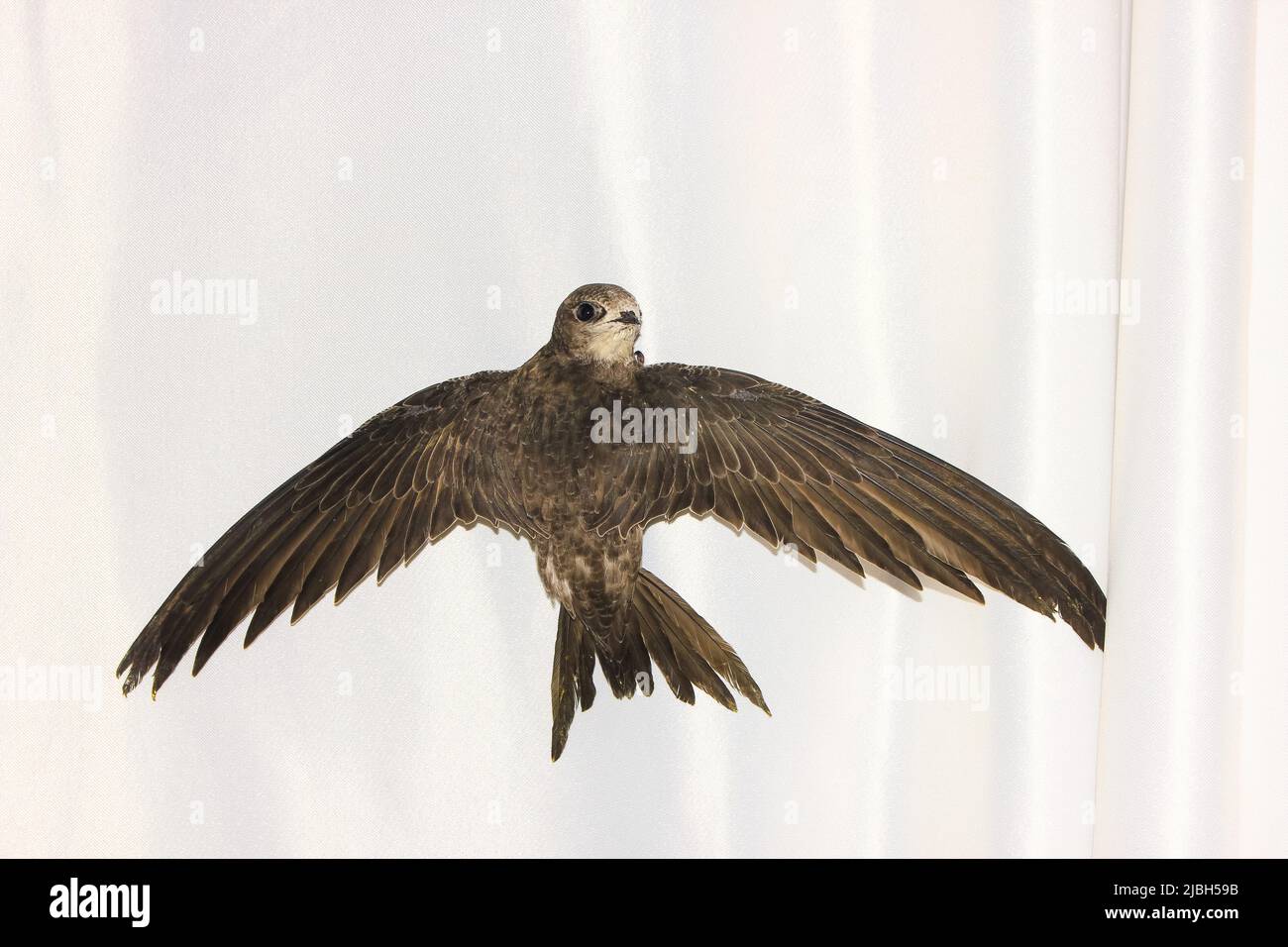 Swift bird hi-res stock photography and images - Alamy