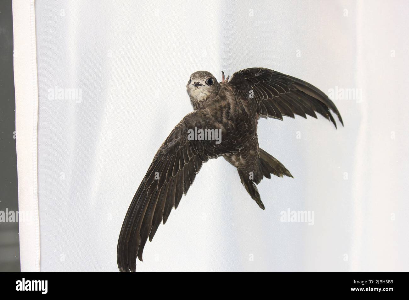 Swift bird drawing hi-res stock photography and images - Alamy