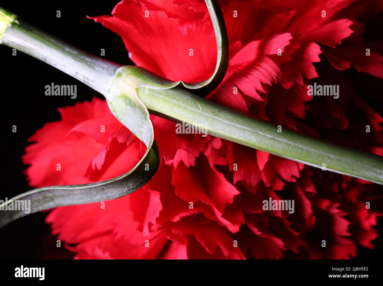 red carnation on black background Stock Photo - Alamy