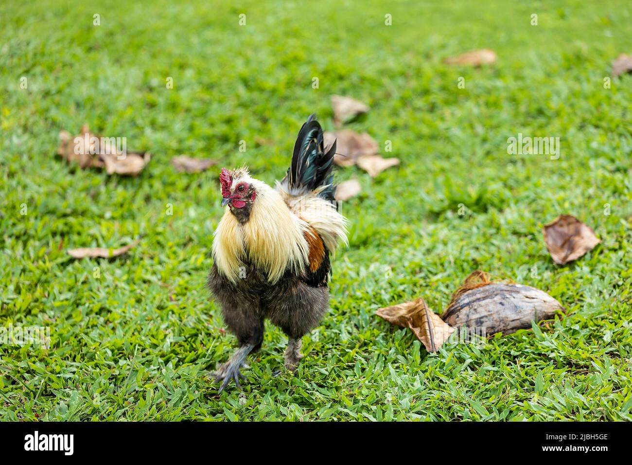 Hawaiian Chicken, Oahu, Hawaii Stock Photo - Alamy