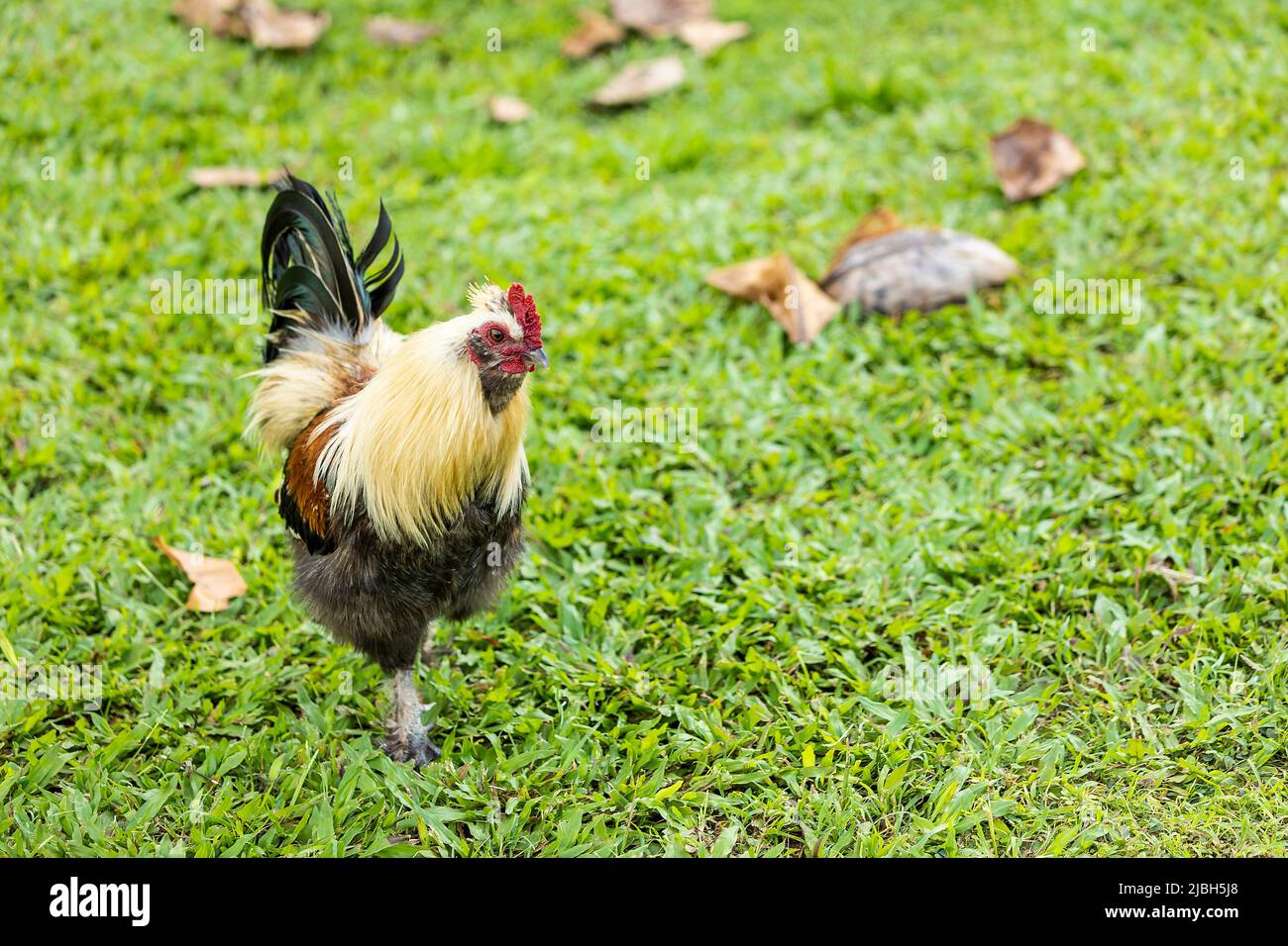 Hawaiian Chicken, Oahu, Hawaii Stock Photo - Alamy