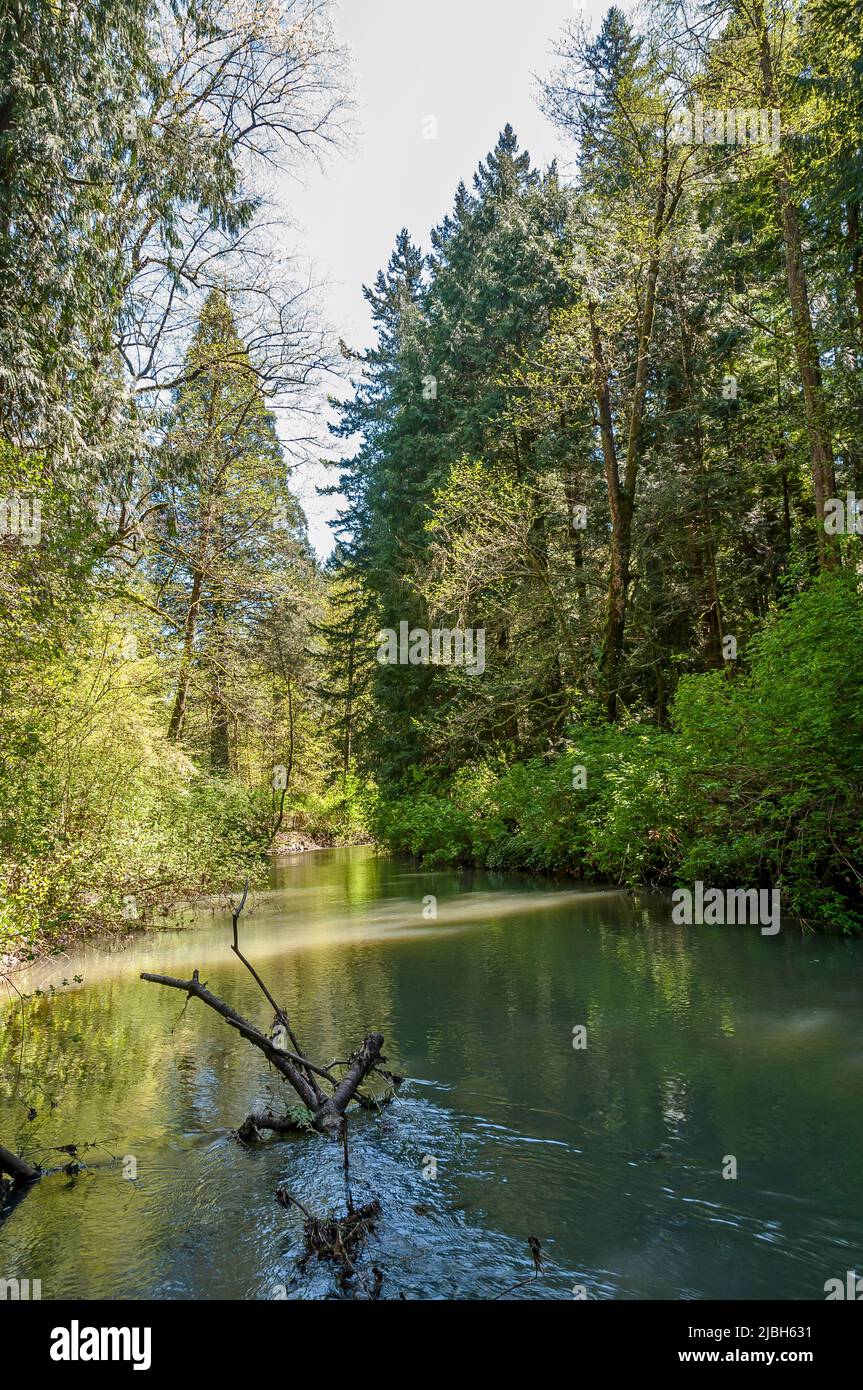 On the trail at Powell Butte Nature Park in Portland, Oregon Stock ...