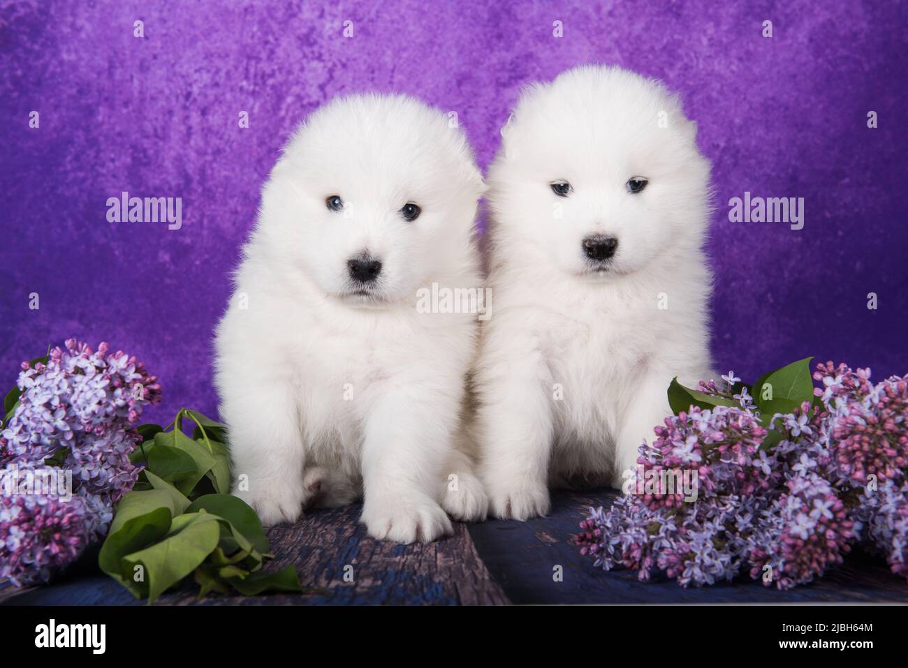 Two White fluffy small Samoyed puppies dogs are sitting on purple ...