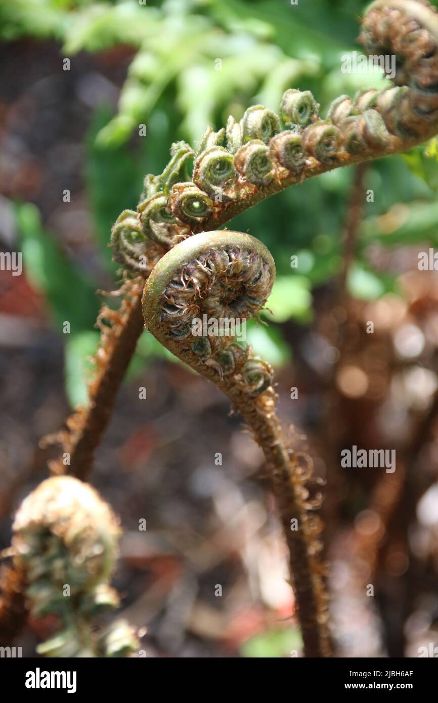Weird plant hi-res stock photography and images - Alamy