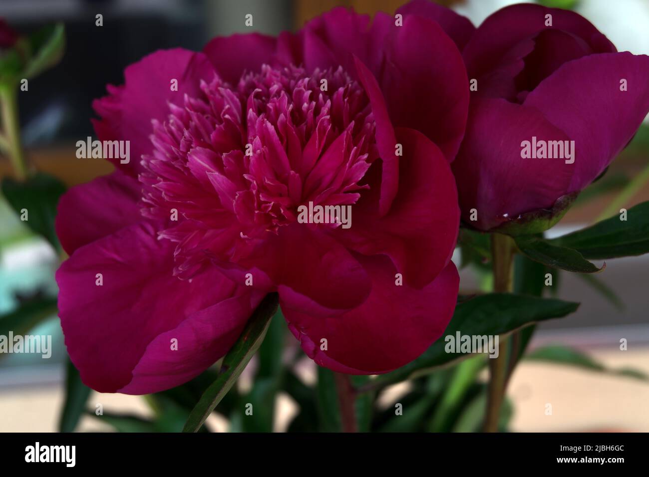 Single flower of red peony, Paeonia Stock Photo - Alamy