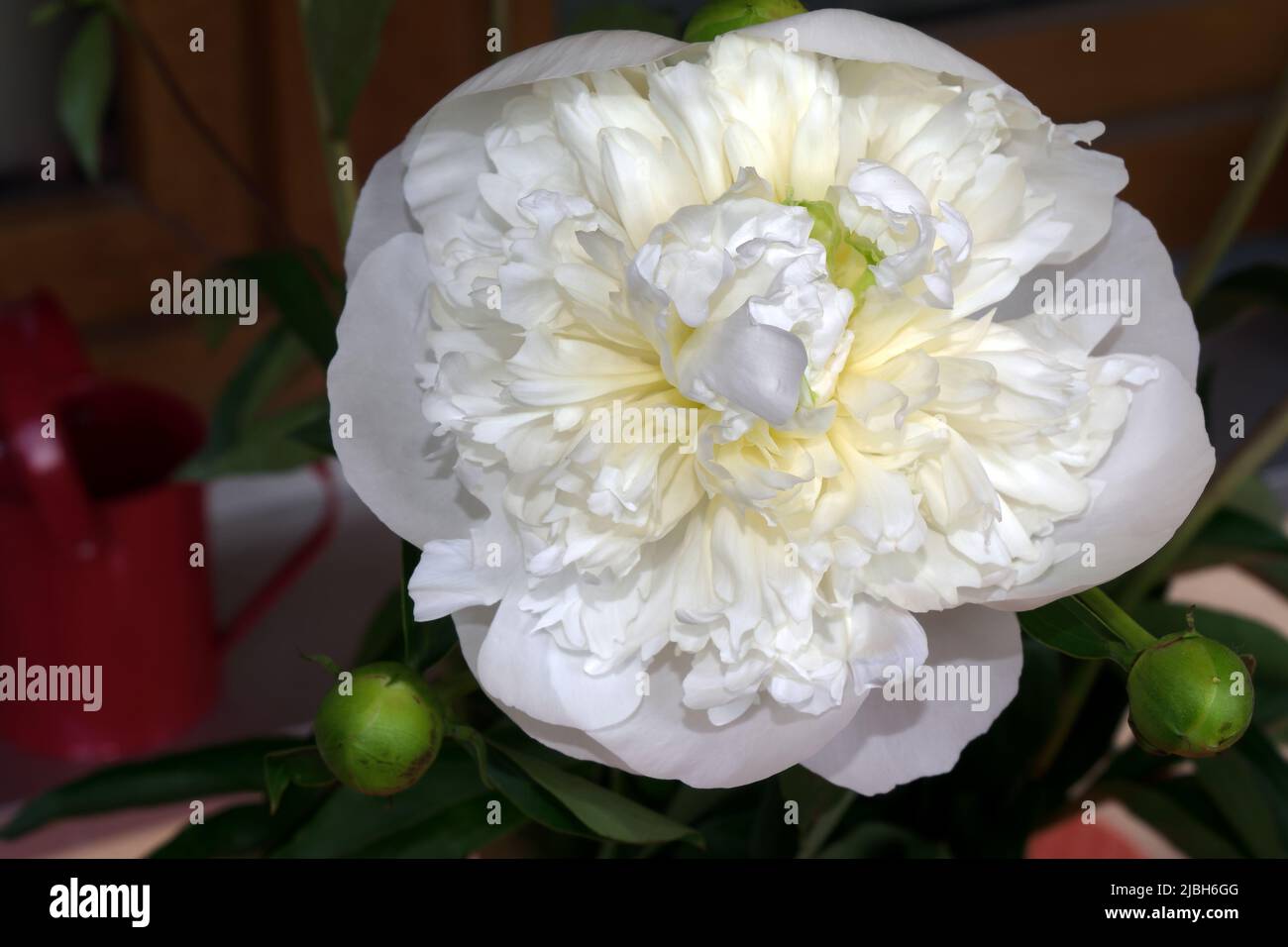 Single flower of white peony, Paeonia Stock Photo - Alamy