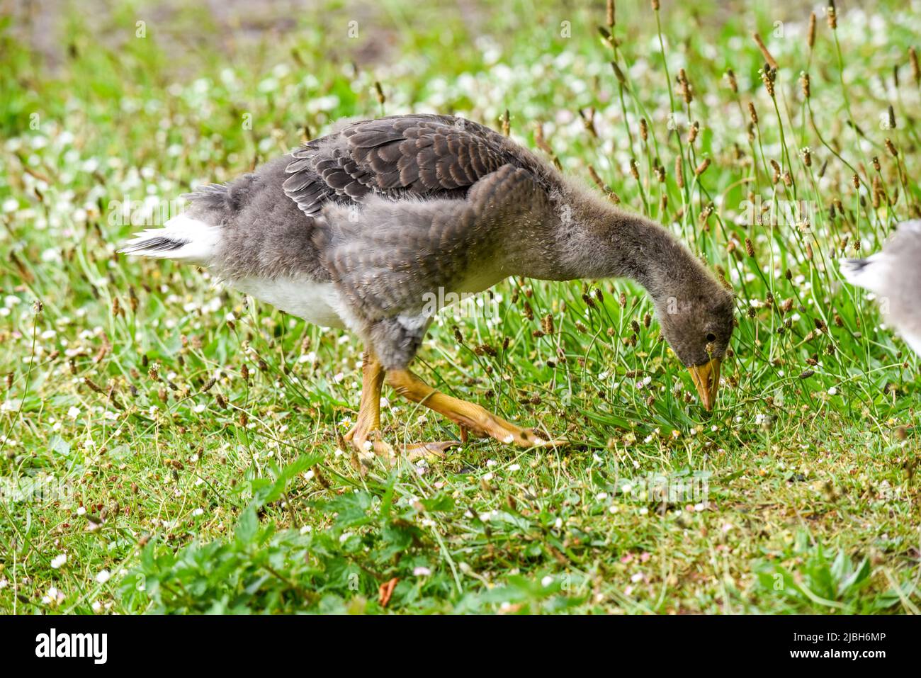 Baby goose chicks or goslings feed at the river bank protected by adult ...
