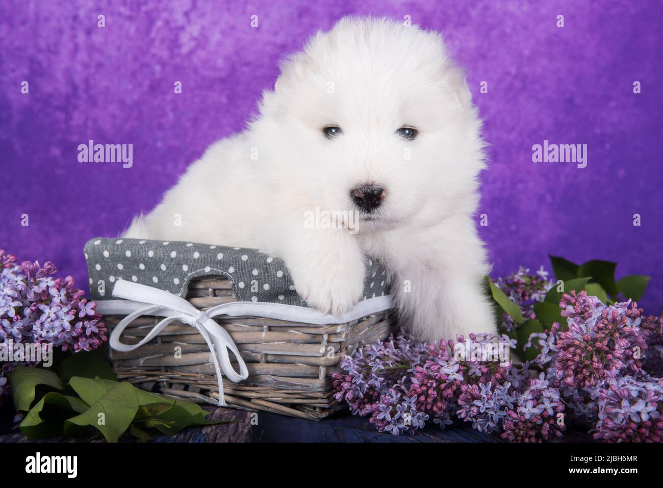 White fluffy small Samoyed puppy dog is sitting on purple background ...