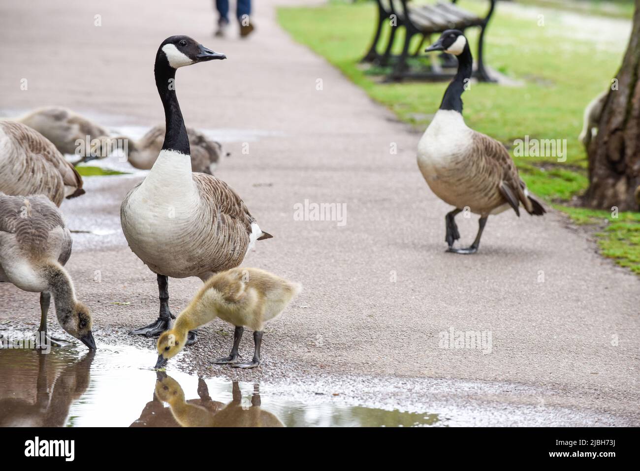 Baby goose chicks or goslings feed at the river bank protected by adult ...