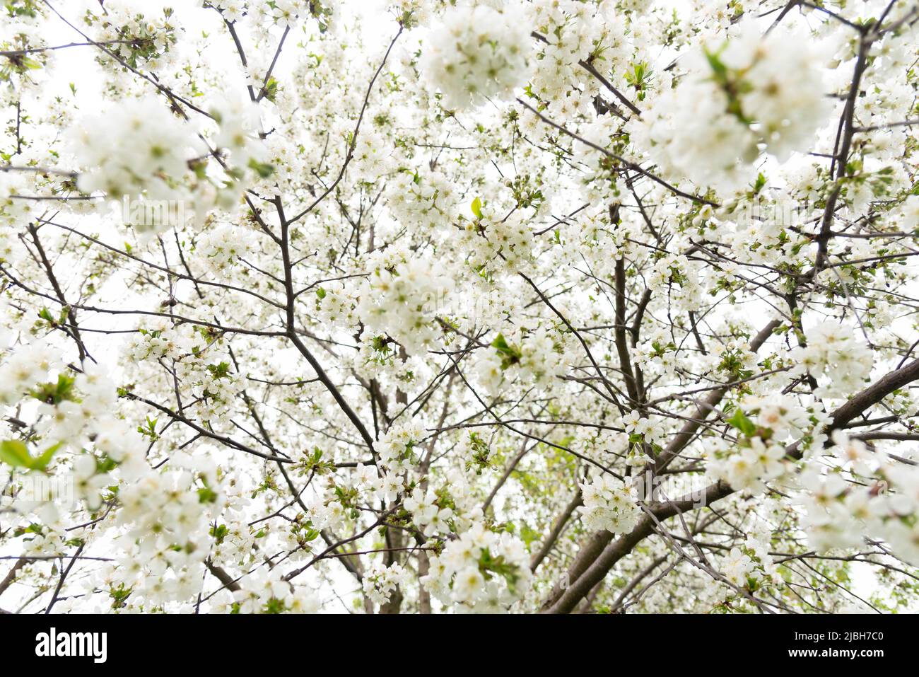 Photo cherry blossom season hi-res stock photography and images - Alamy