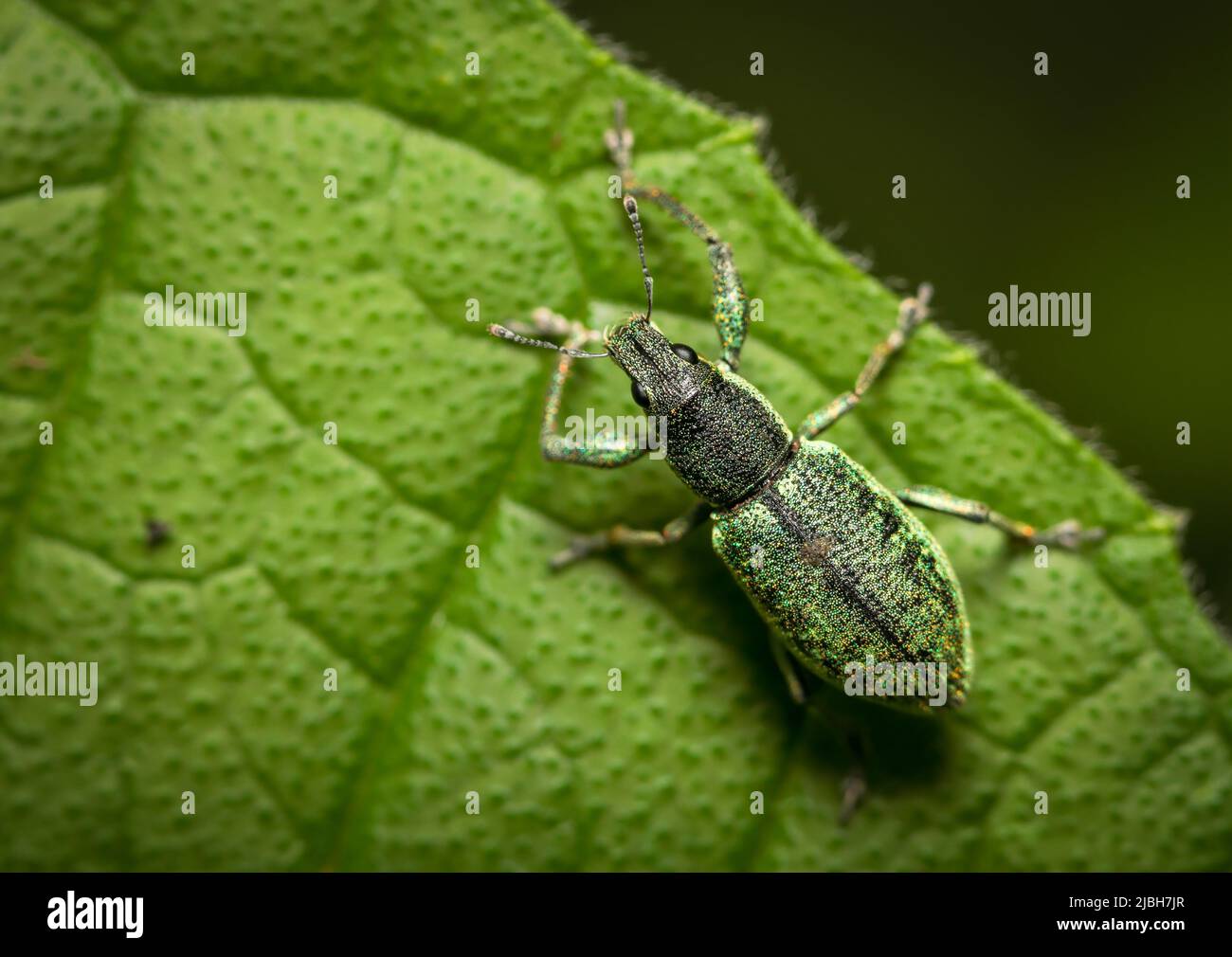 Macro bug top view hi-res stock photography and images - Alamy