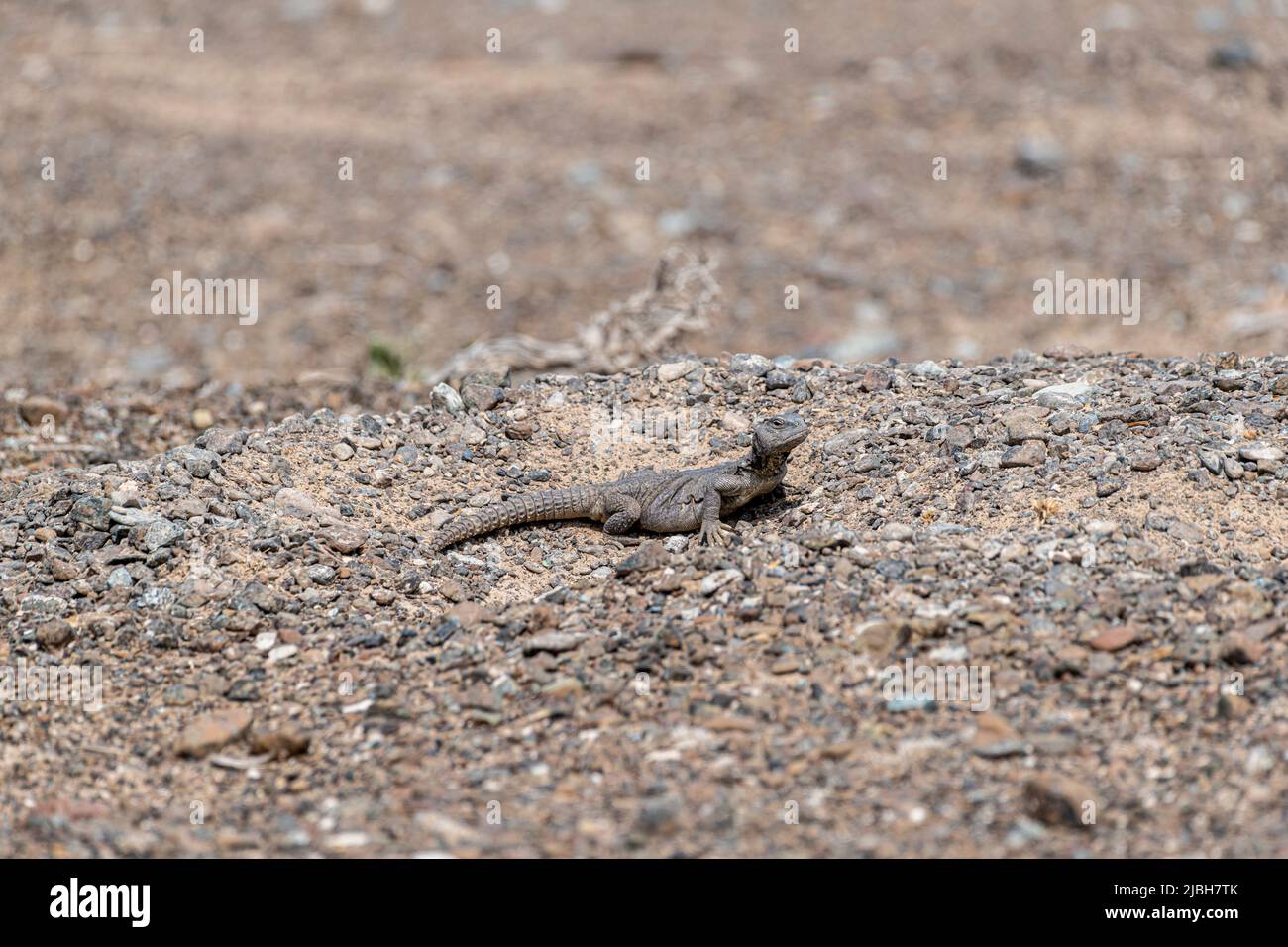 Dabb Lizard or Uromastyx in the desert, United Arab Emirates, UAE ...