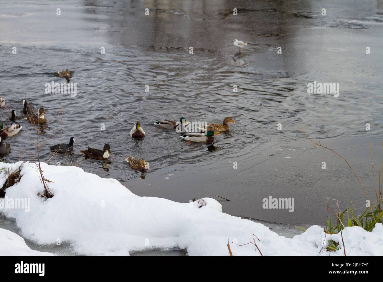 Nature scenery with ducks swimming and a seagull in a canal at Hollands ...