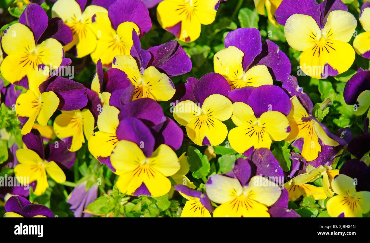 Yellow and lilac flowers for backgrounds and textures Stock Photo - Alamy