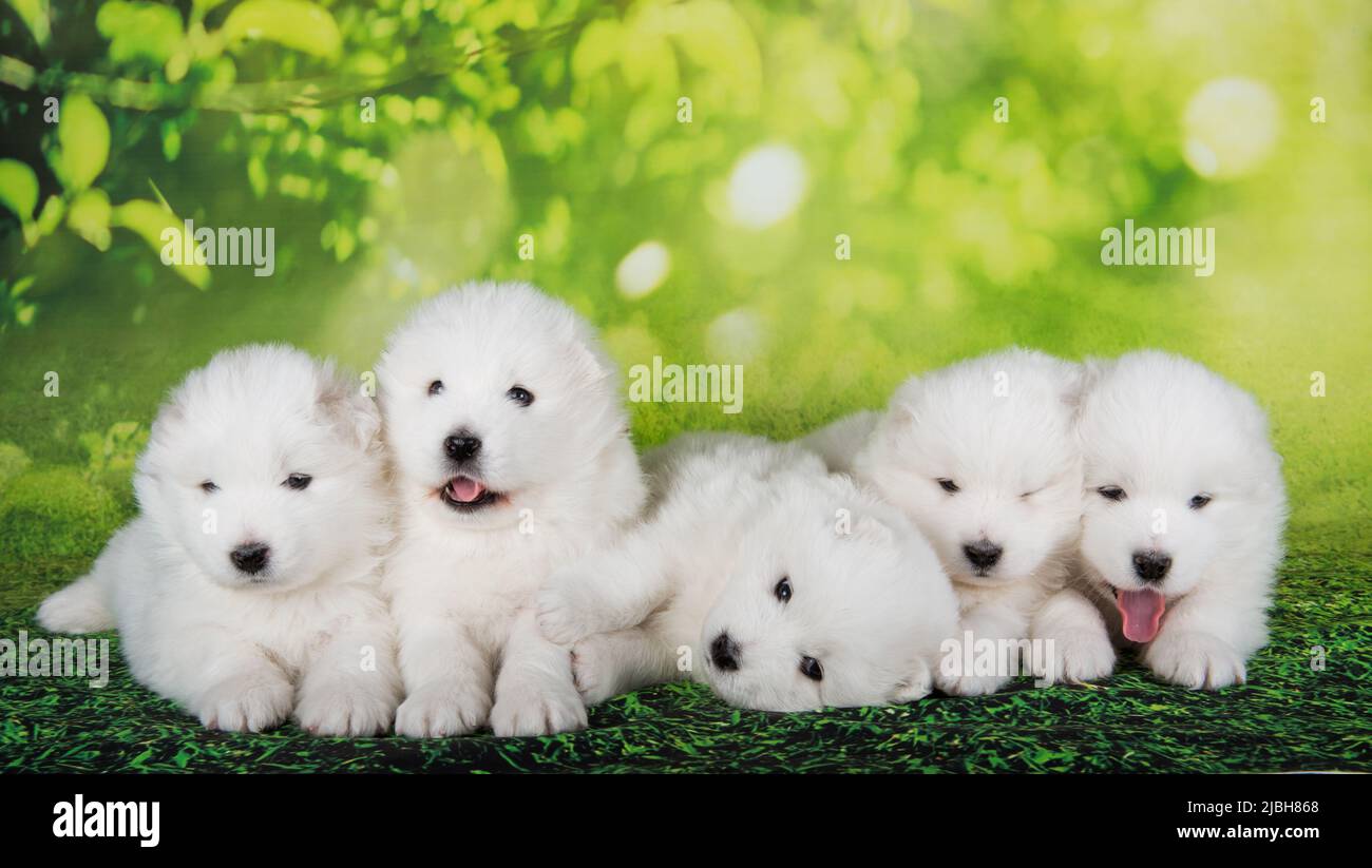 Five White fluffy small Samoyed puppies dogs are sitting on green ...