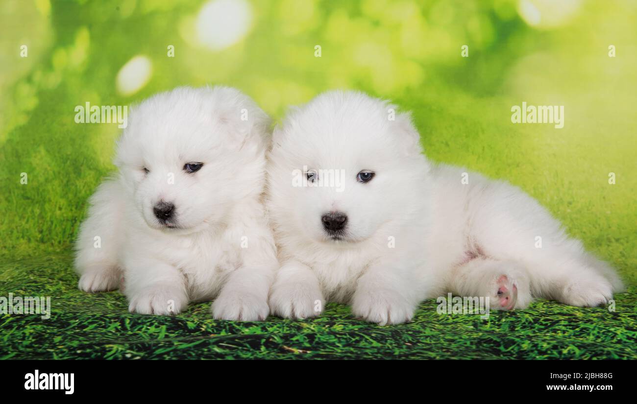 Two White fluffy small Samoyed puppies dogs are sitting on green summer ...