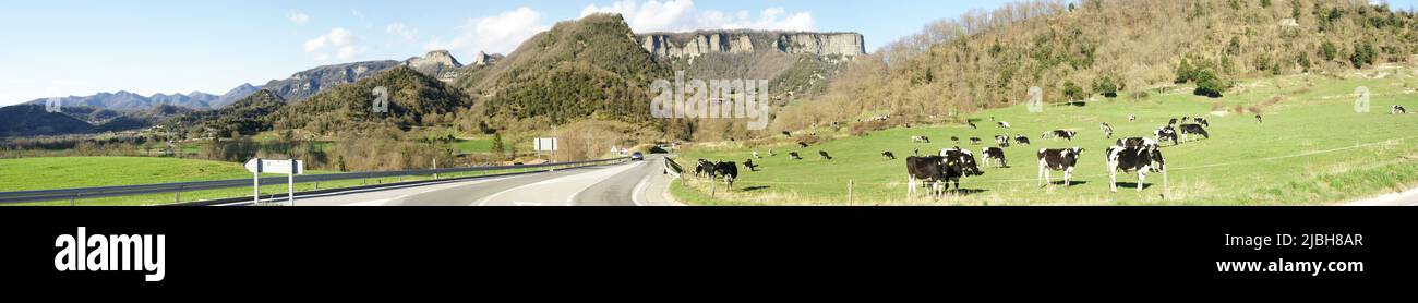 Cows grazing in the landscape of the Osona region, Barcelona, Catalunya ...