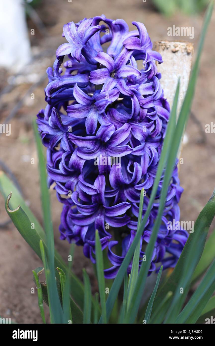 Blue hyacinth highlighting the extent of its color Stock Photo - Alamy