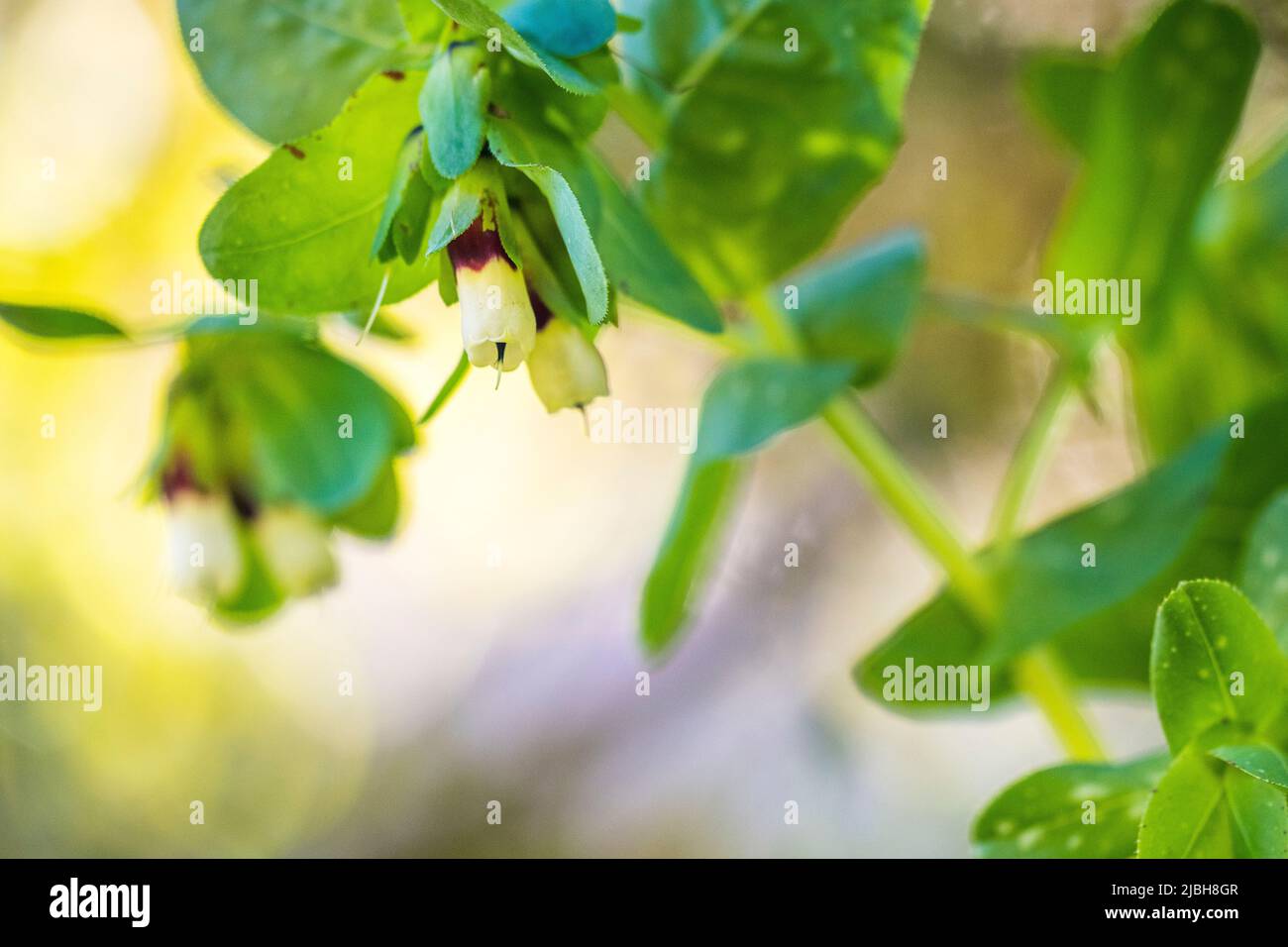 Cerinthe major, called honeywort Stock Photo - Alamy